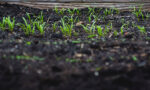 Towards a more open Soil Science | SciELO in Perspective